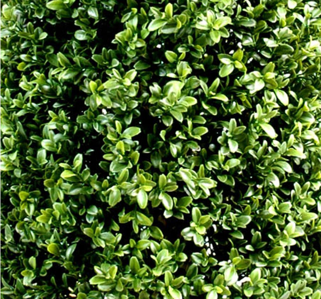 Plante artificielle Buis Boule - intérieur extérieur - H.60 cm vert ...